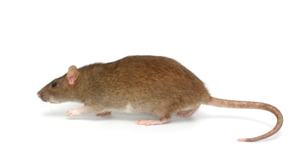 Surmulot comment s'en débarrasser? Rat brun ( Rattus Norvegicus)