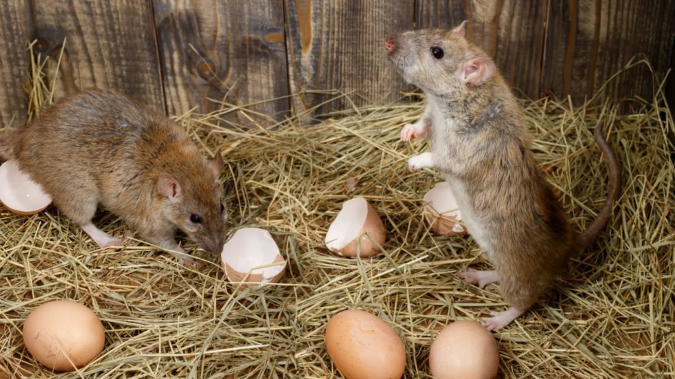 Surmulot comment s'en débarrasser? Rat brun ( Rattus Norvegicus)